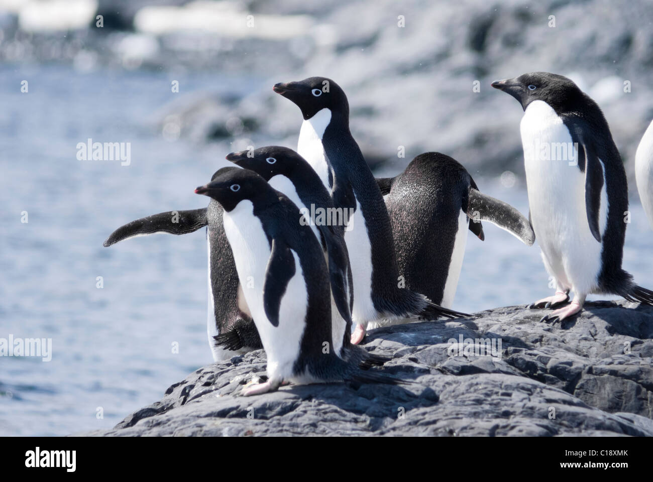 Adelie Penguin Colony at Antarctica. Taken at Hope Bay on a sunny day ...