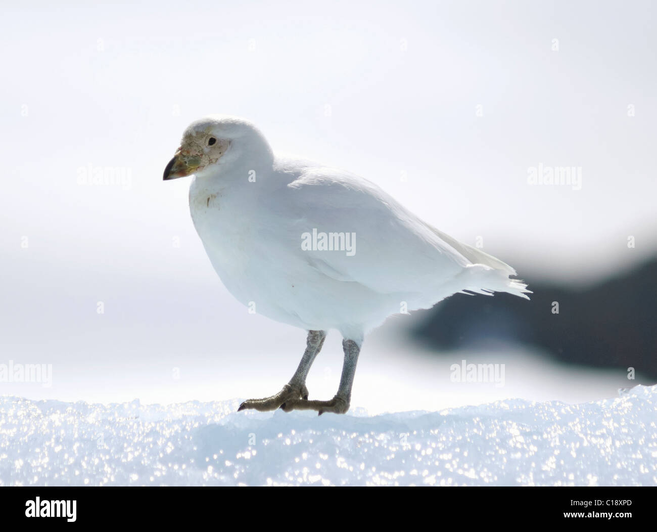 Sheathbill High Resolution Stock Photography and Images - Alamy