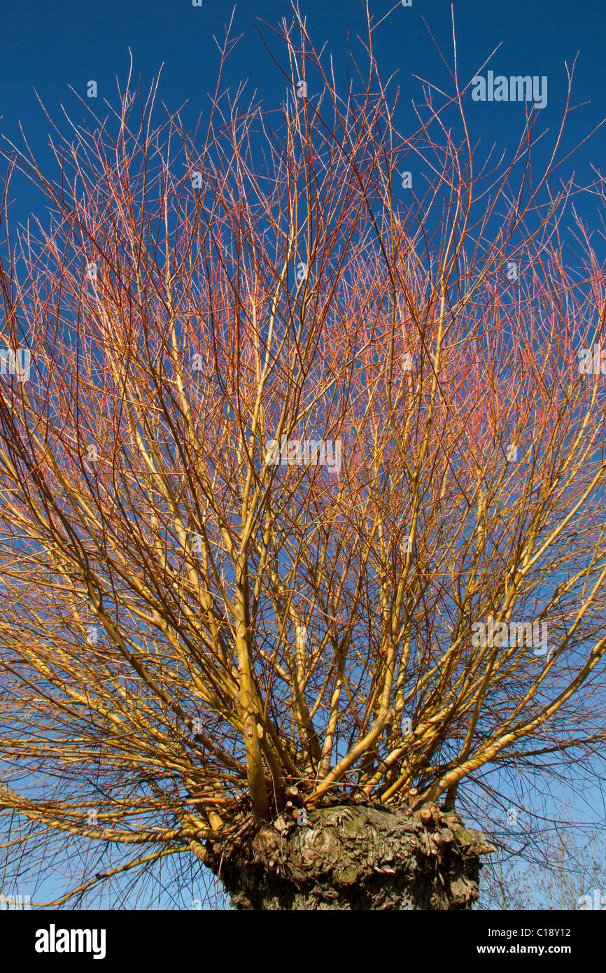 Pollard tree winter hi-res stock photography and images - Alamy