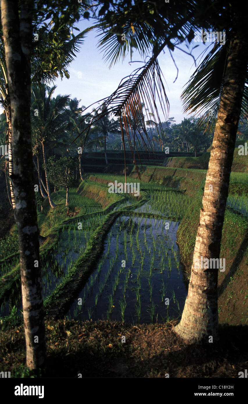 Ubud ricefield hi-res stock photography and images - Alamy