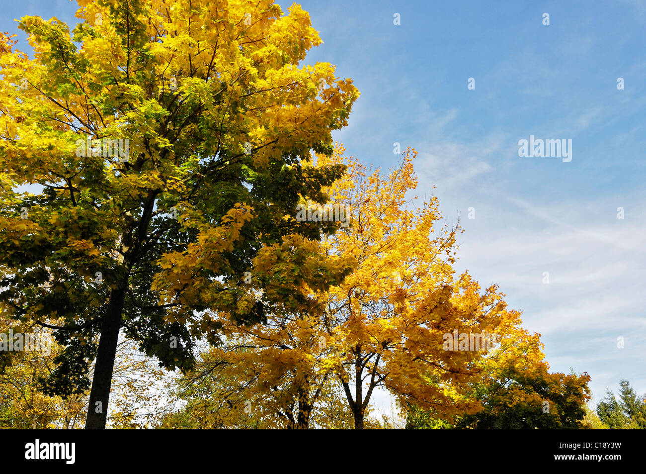 Acer maple leaves autumnal hi-res stock photography and images - Alamy