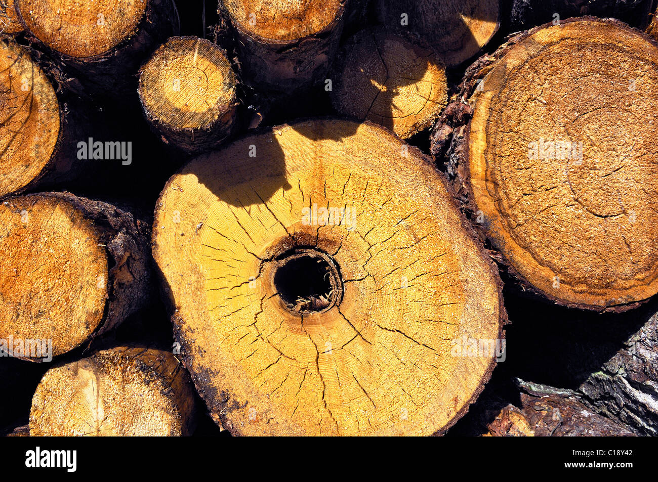 Stacked tree trunks, half-rotten trunk, Bavaria, Germany, Europe Stock ...