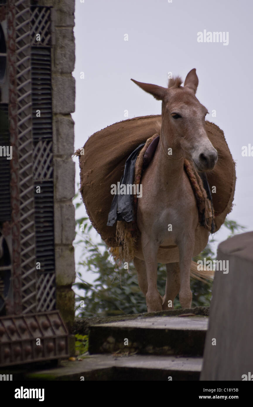 A mule carrying its load up the hill in India Stock Photo - Alamy