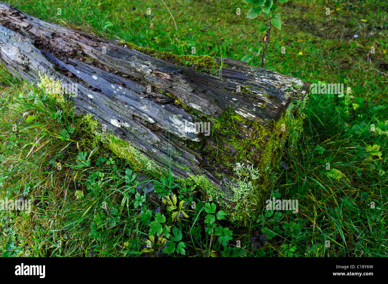 Dead tree trees trunk hi-res stock photography and images - Alamy