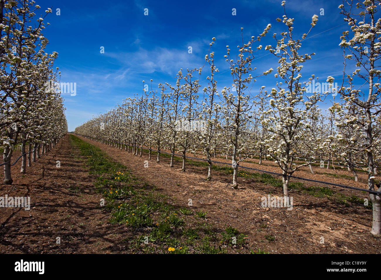Spring flowers spain hi-res stock photography and images - Alamy