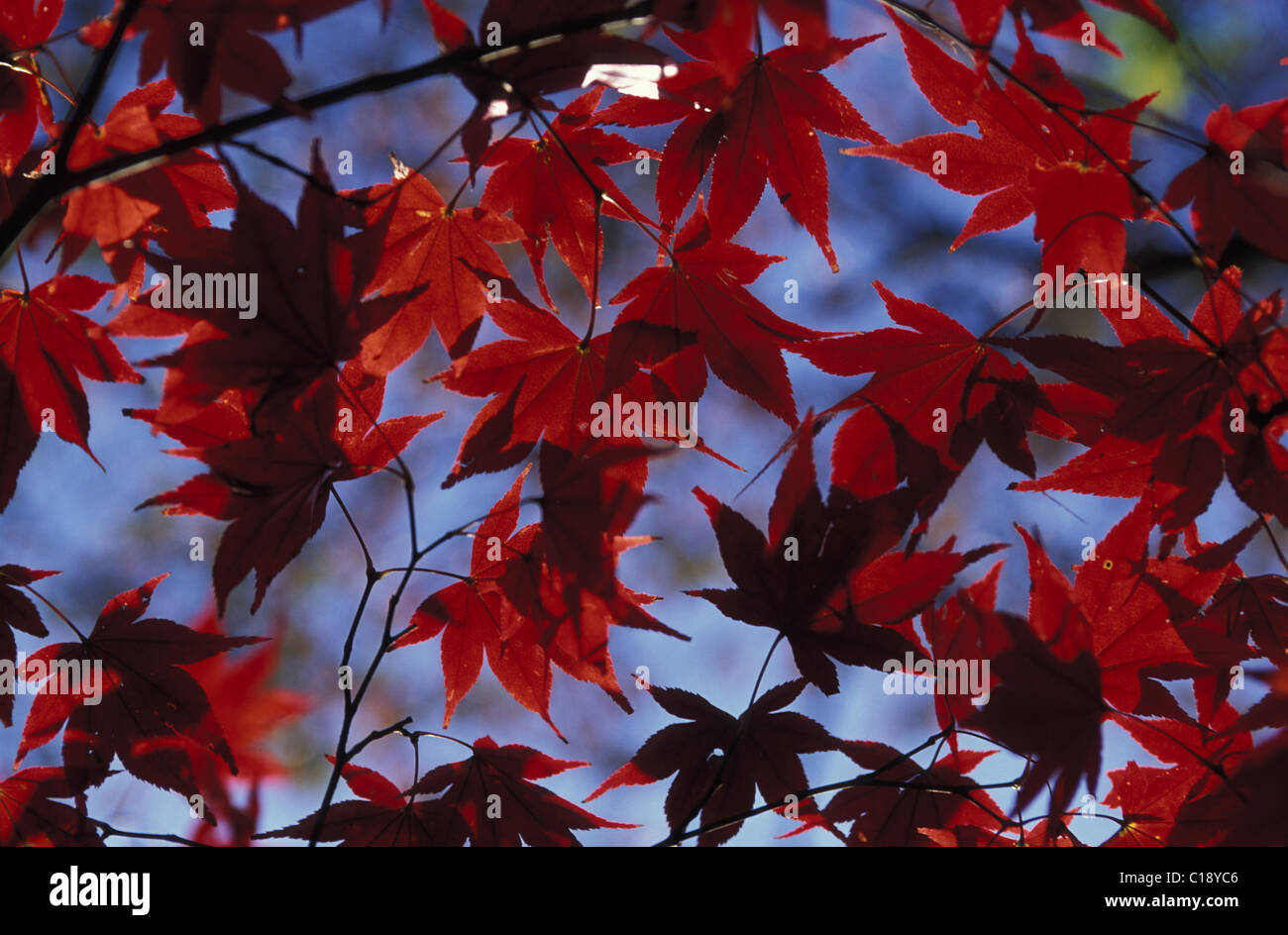 Japan leaf hi-res stock photography and images - Alamy