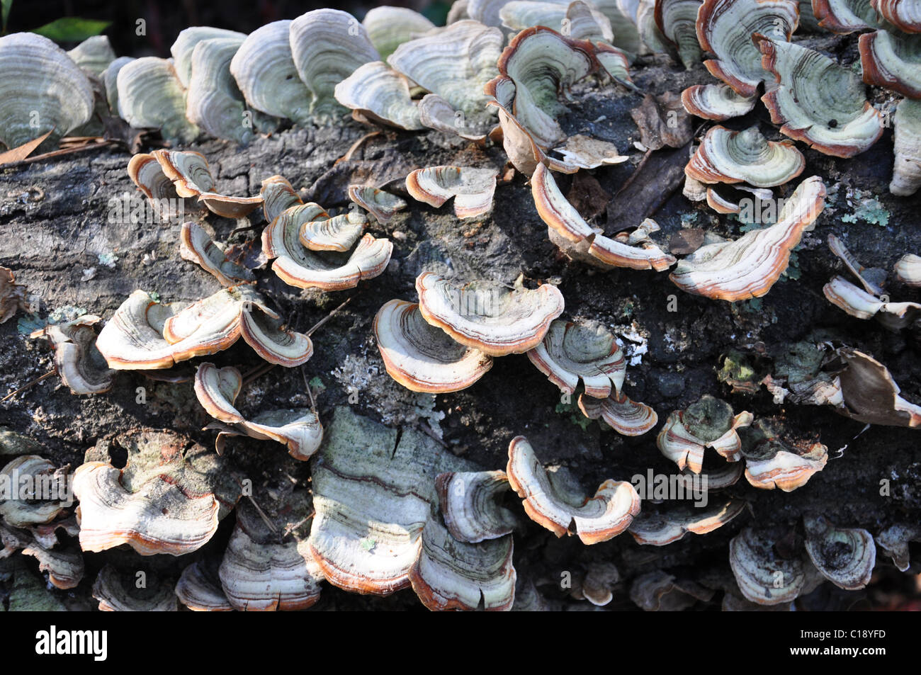 a group of fungus growing on a dead tree trunk Stock Photo - Alamy