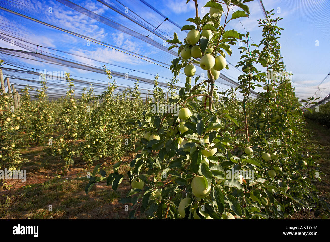 Apple tree net protection against hailstorm in LLeida. Spain Stock ...