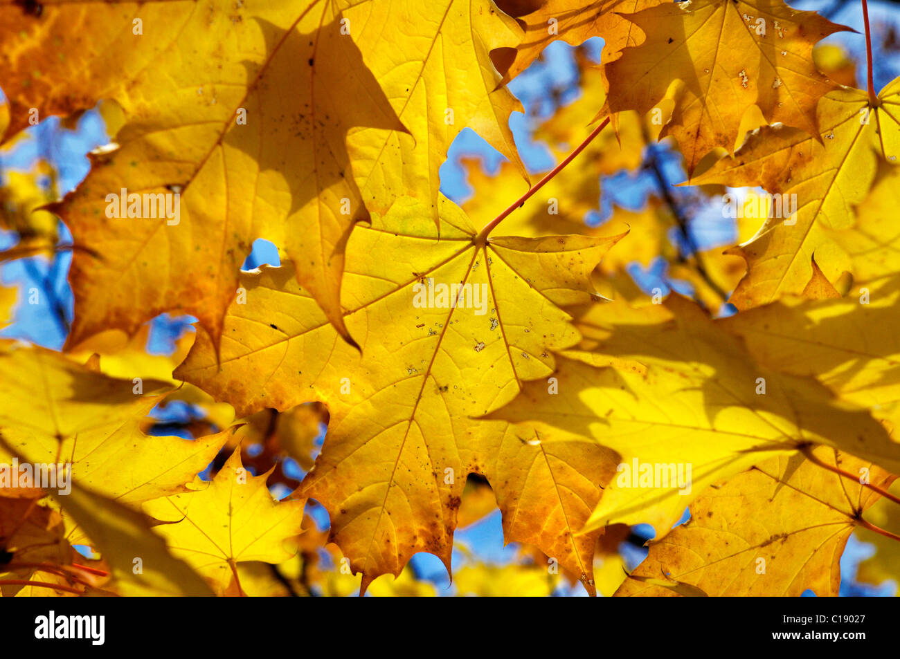 Autumnal leaves, Maple (Acer), Bavaria, Germany, Europe Stock Photo - Alamy