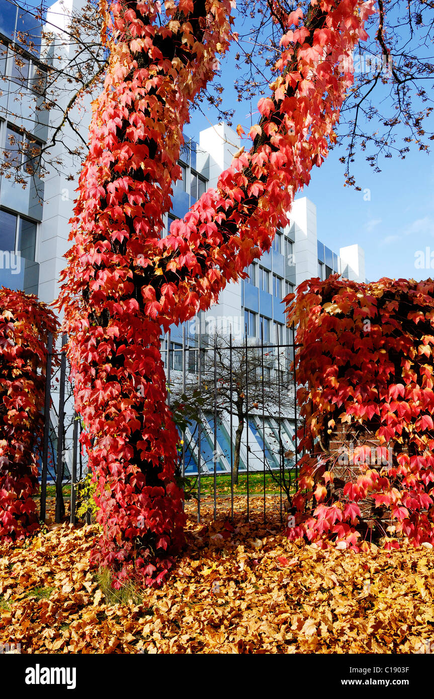 Ivy over wall hi-res stock photography and images - Alamy