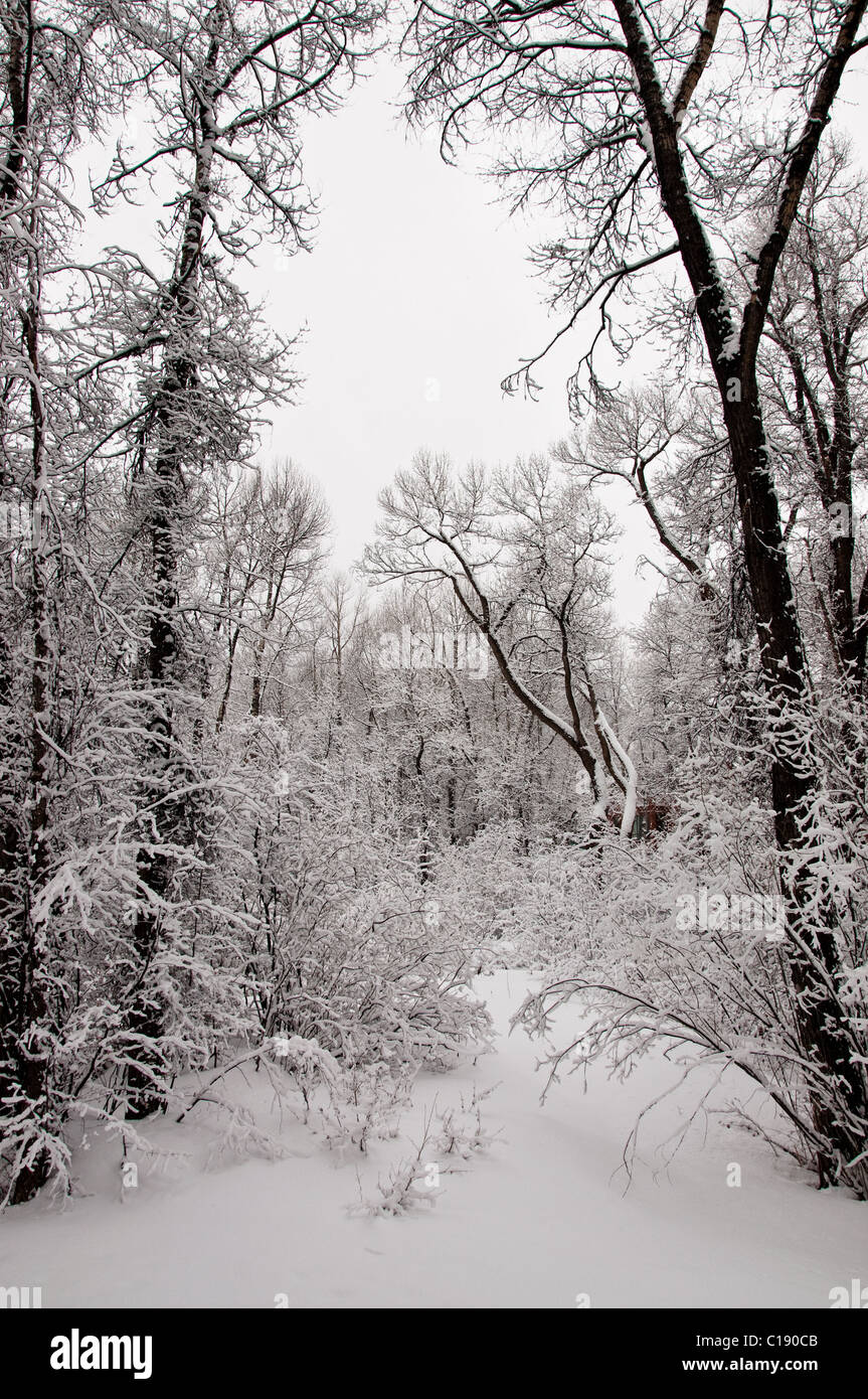 Snow covered aspen mountains hi-res stock photography and images - Alamy