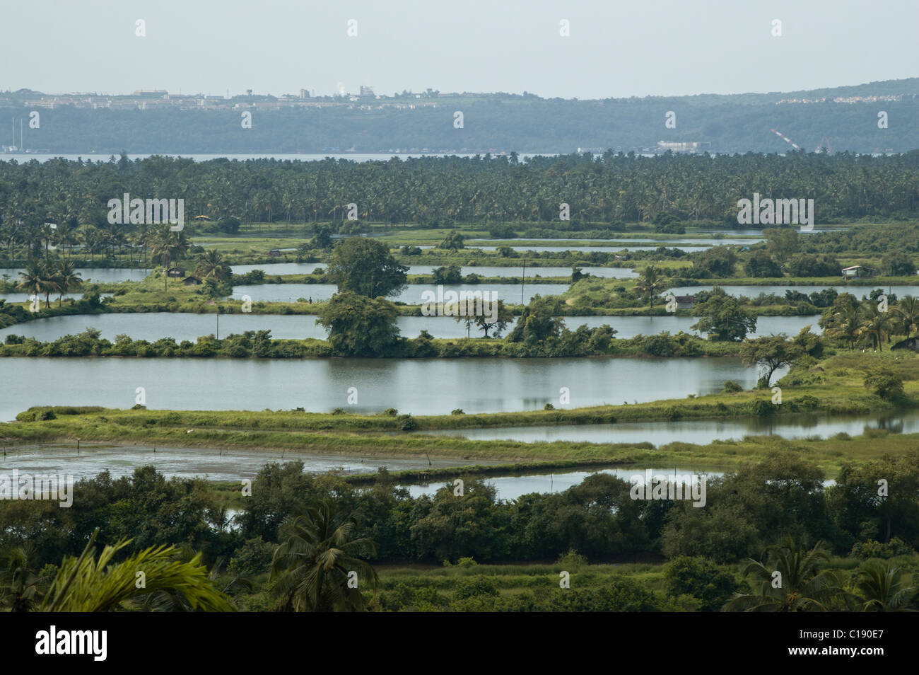 A landscape of rice fields (paddy fields) in Goa, India Stock Photo - Alamy