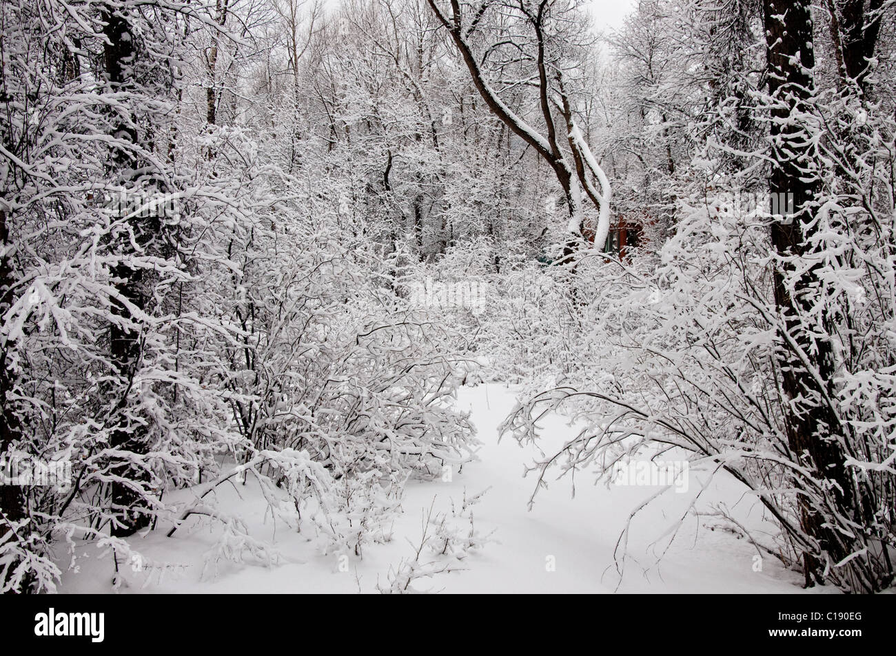 Snow covered trees after a snow storm in Aspen, Colorado Stock Photo ...