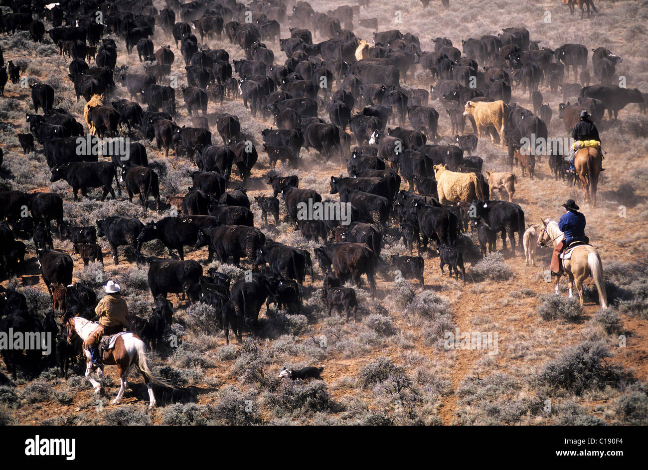 United States, Utah, gathering of cattle (aerial view Stock Photo - Alamy