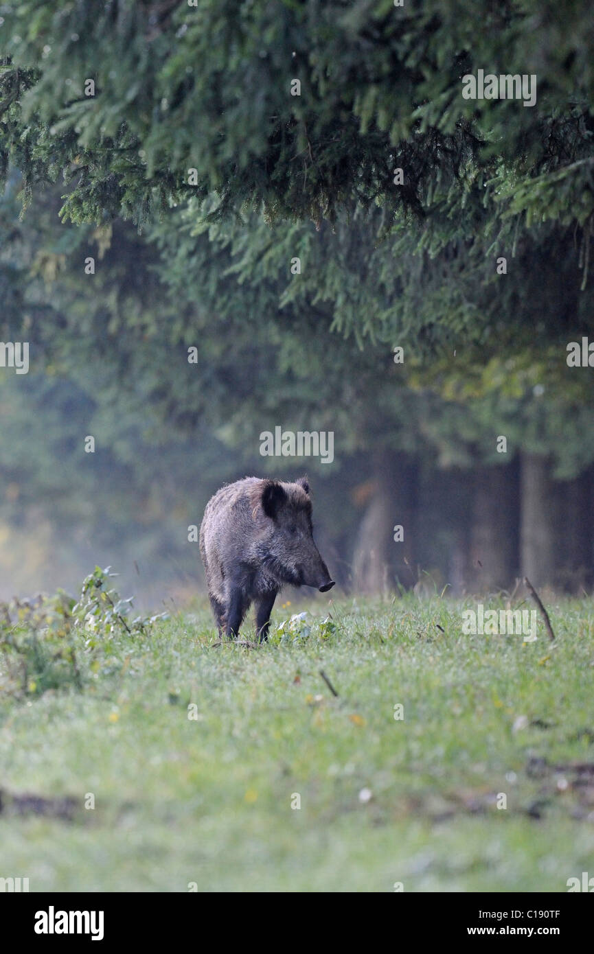 Boar, wild boar (Sus scrofa Stock Photo - Alamy