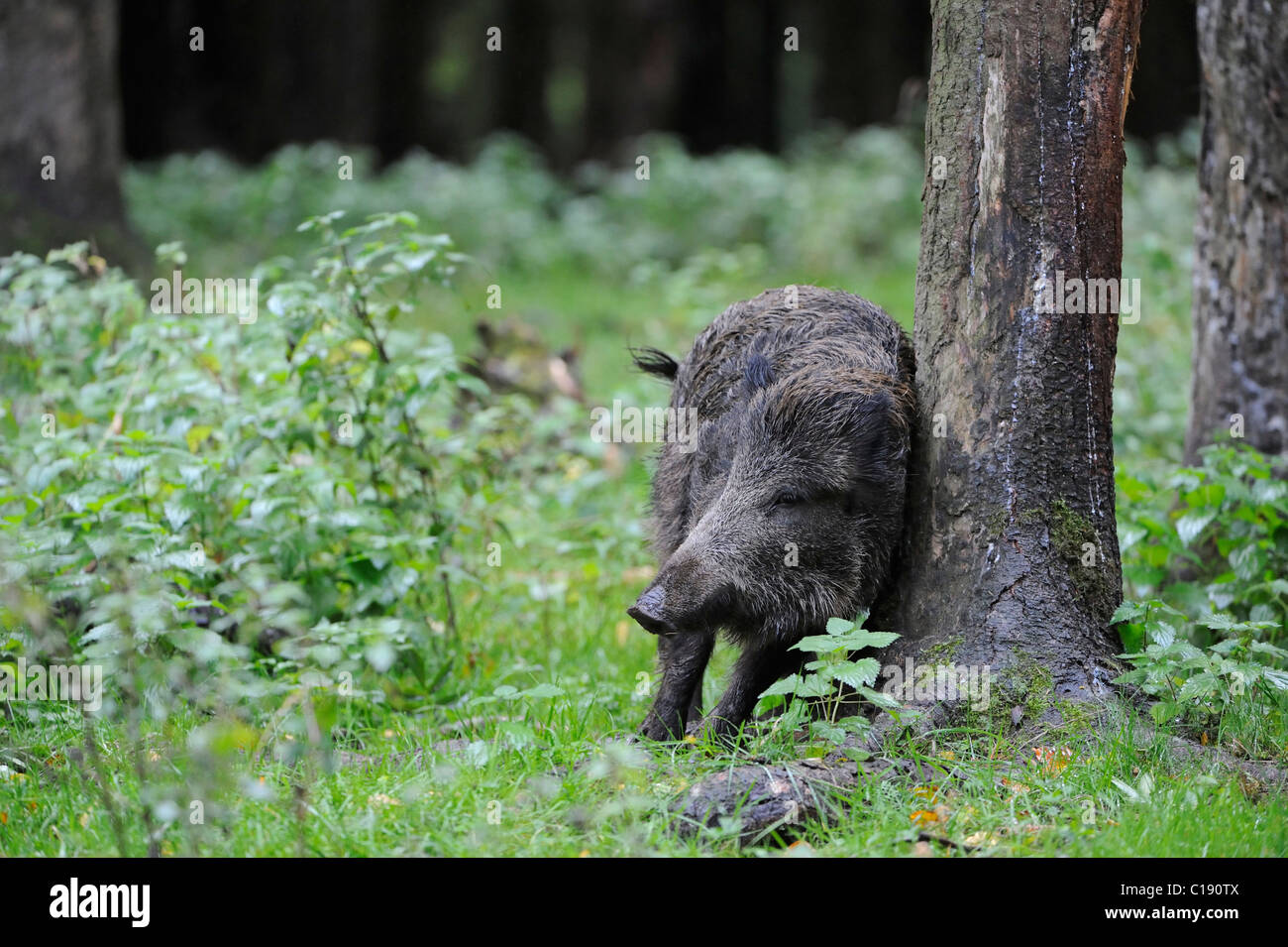 Wild Boar Tree Small