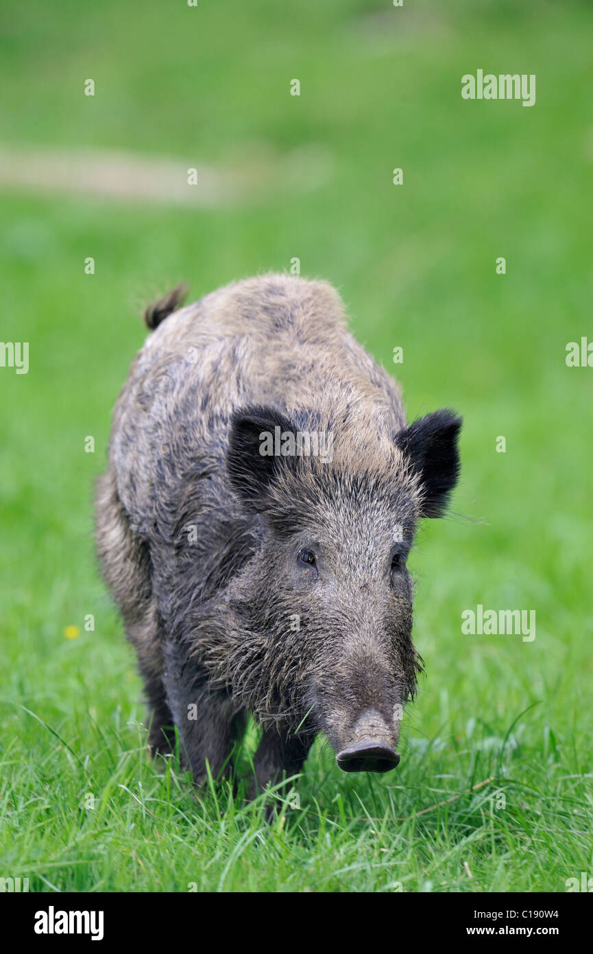 Boar, wild boar (Sus scrofa Stock Photo - Alamy