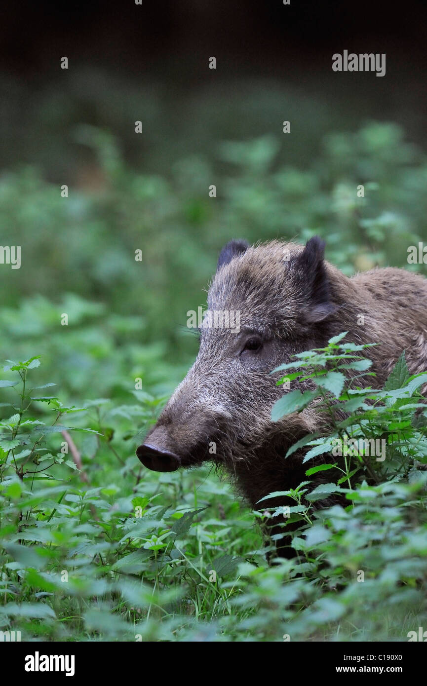 Boar, wild boar (Sus scrofa Stock Photo - Alamy
