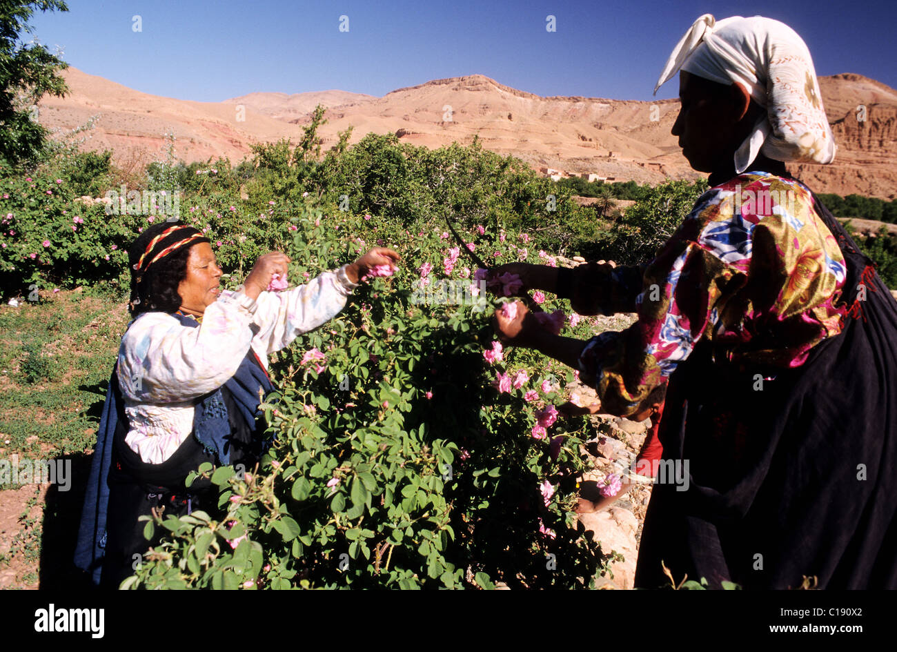 Morocco, Upper Atlas, Roses Valley Stock Photo - Alamy