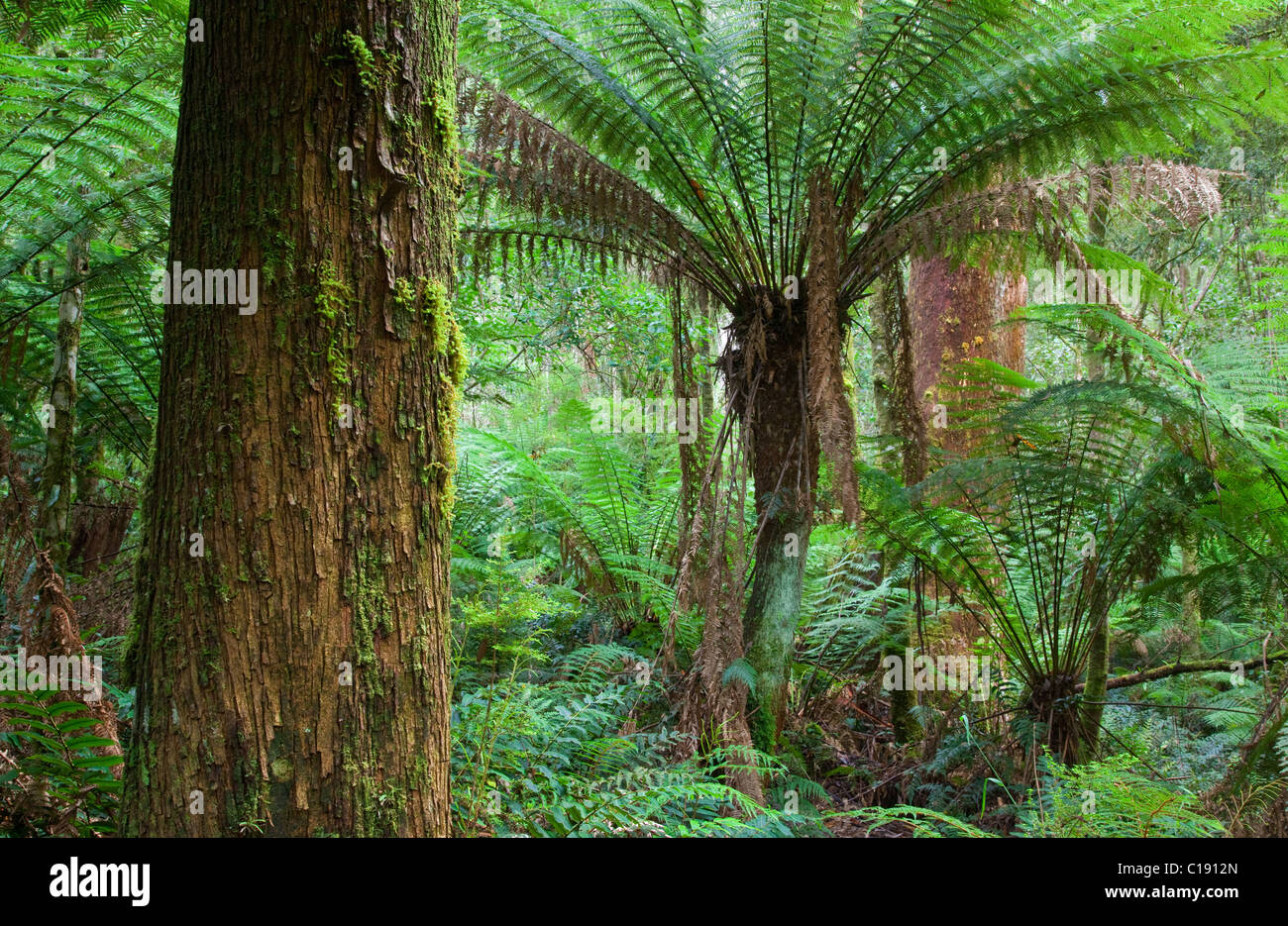 temperate rainforest, Great Otway National Park, Victoria, Australia ...