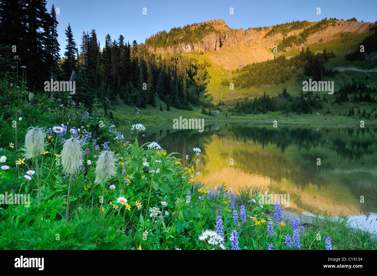 Wild flowers on the bank of Tipsoo Lake in Chinook Pass, Mount Rainier ...