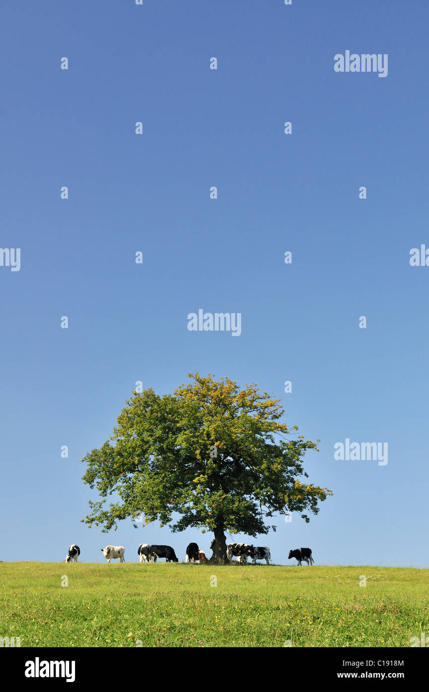 Cow in a tree hi-res stock photography and images - Alamy