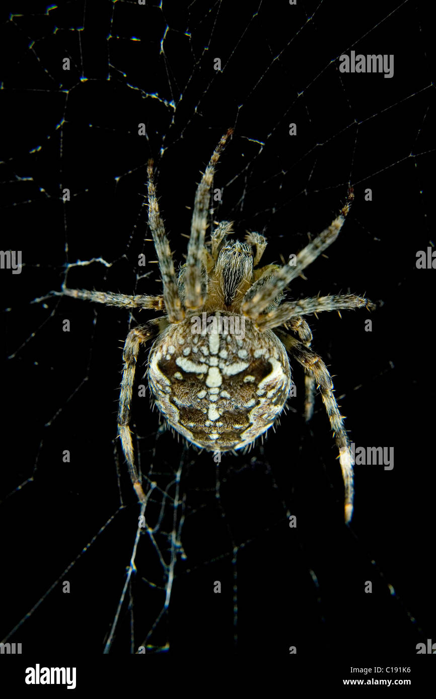 Diadem spiders hi-res stock photography and images - Alamy