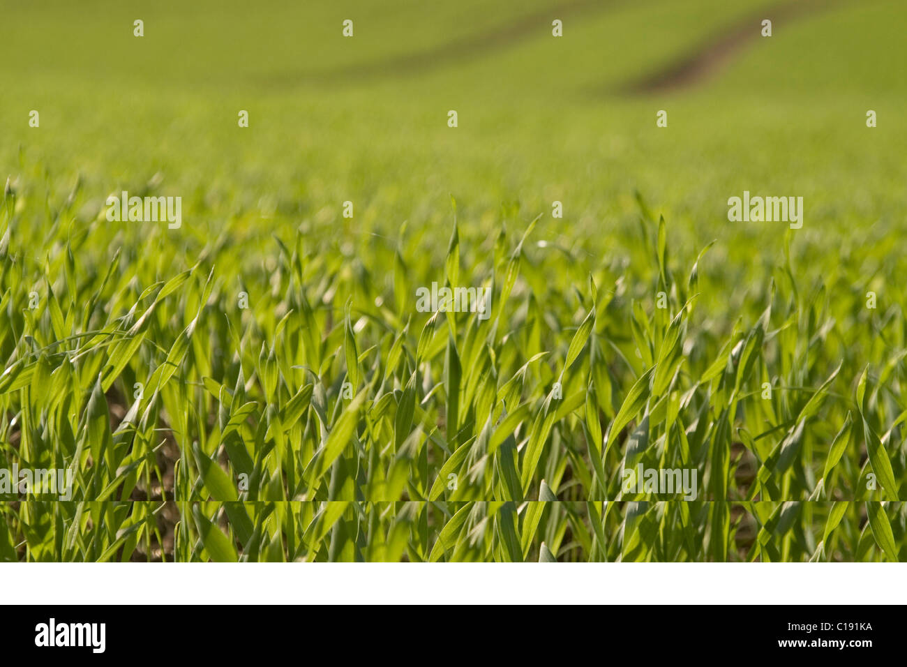 Field of winter wheat Stock Photo - Alamy
