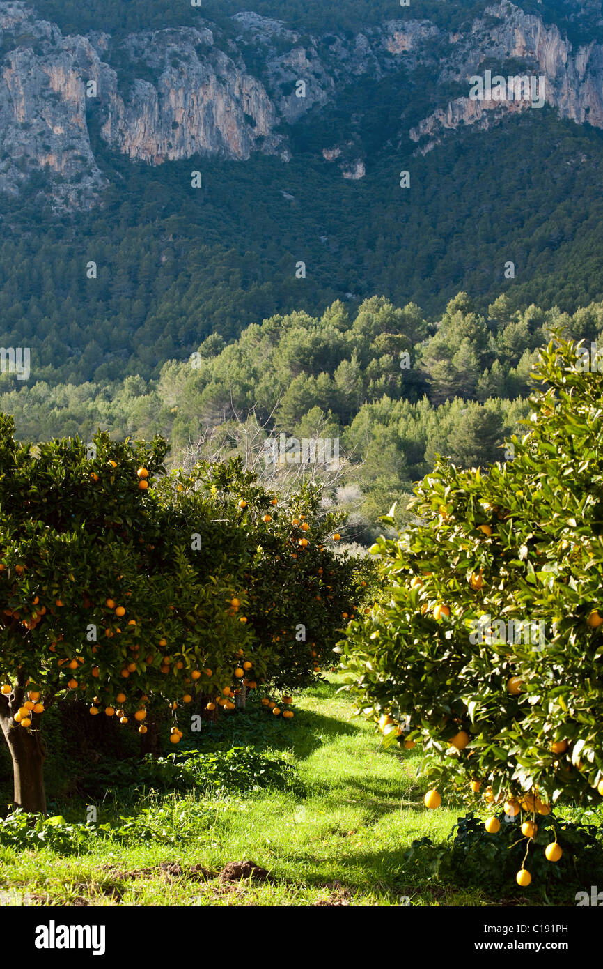 lemon trees and orange trees Serra de Tramuntana mountains, mallorca ...