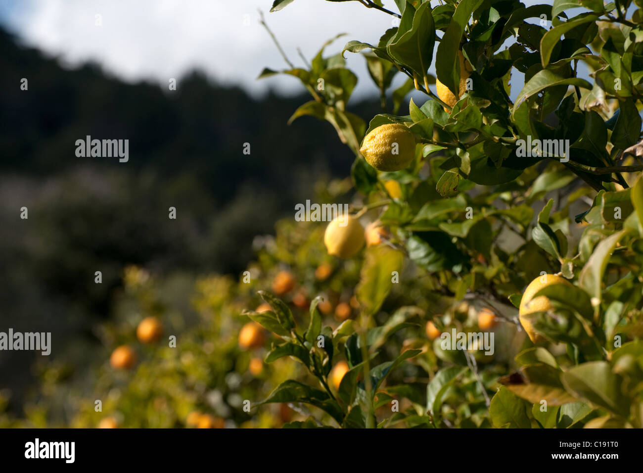 Lemon grove in serra de hi-res stock photography and images - Alamy