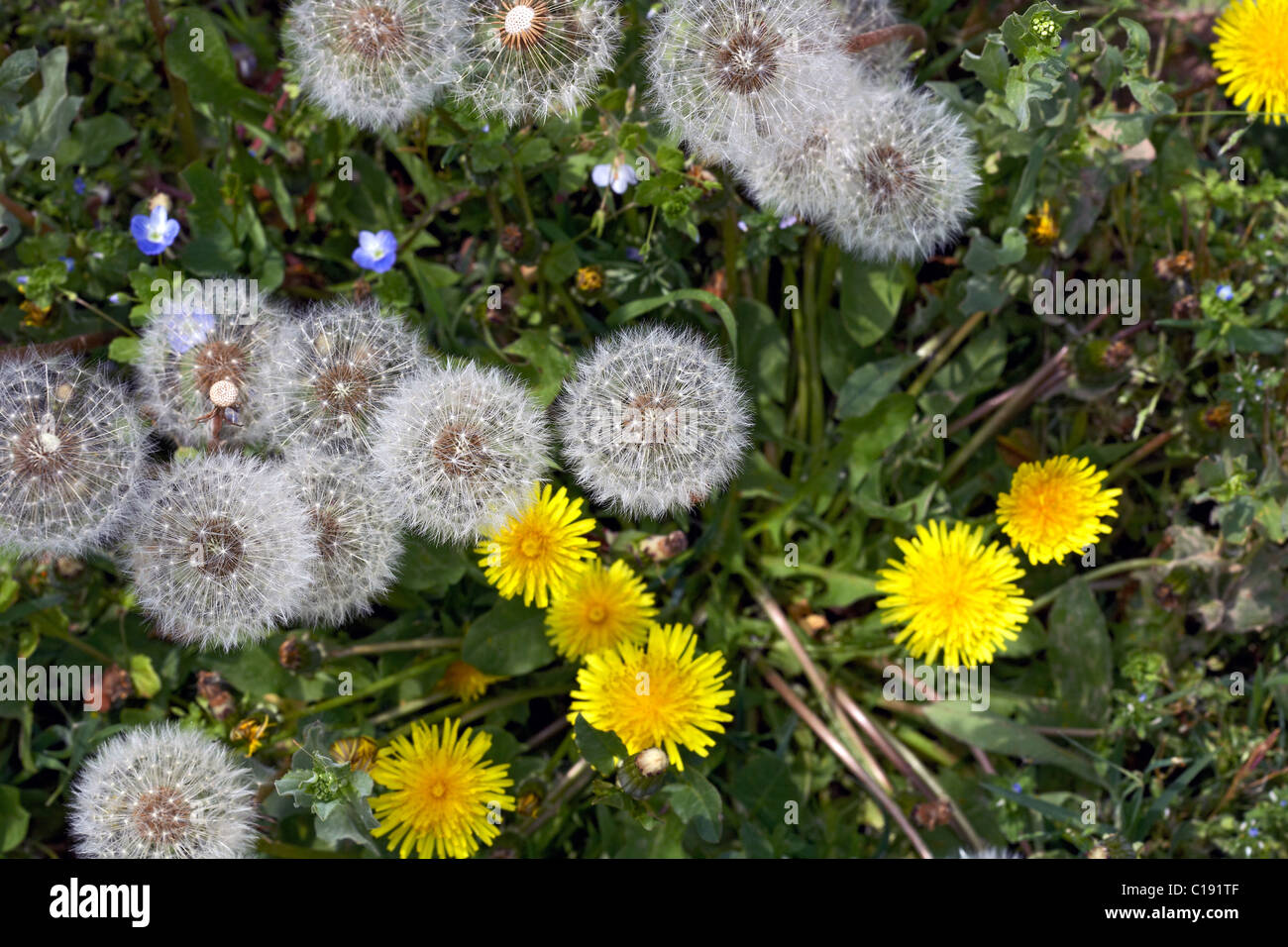 Taraxacum flowers hi-res stock photography and images - Alamy