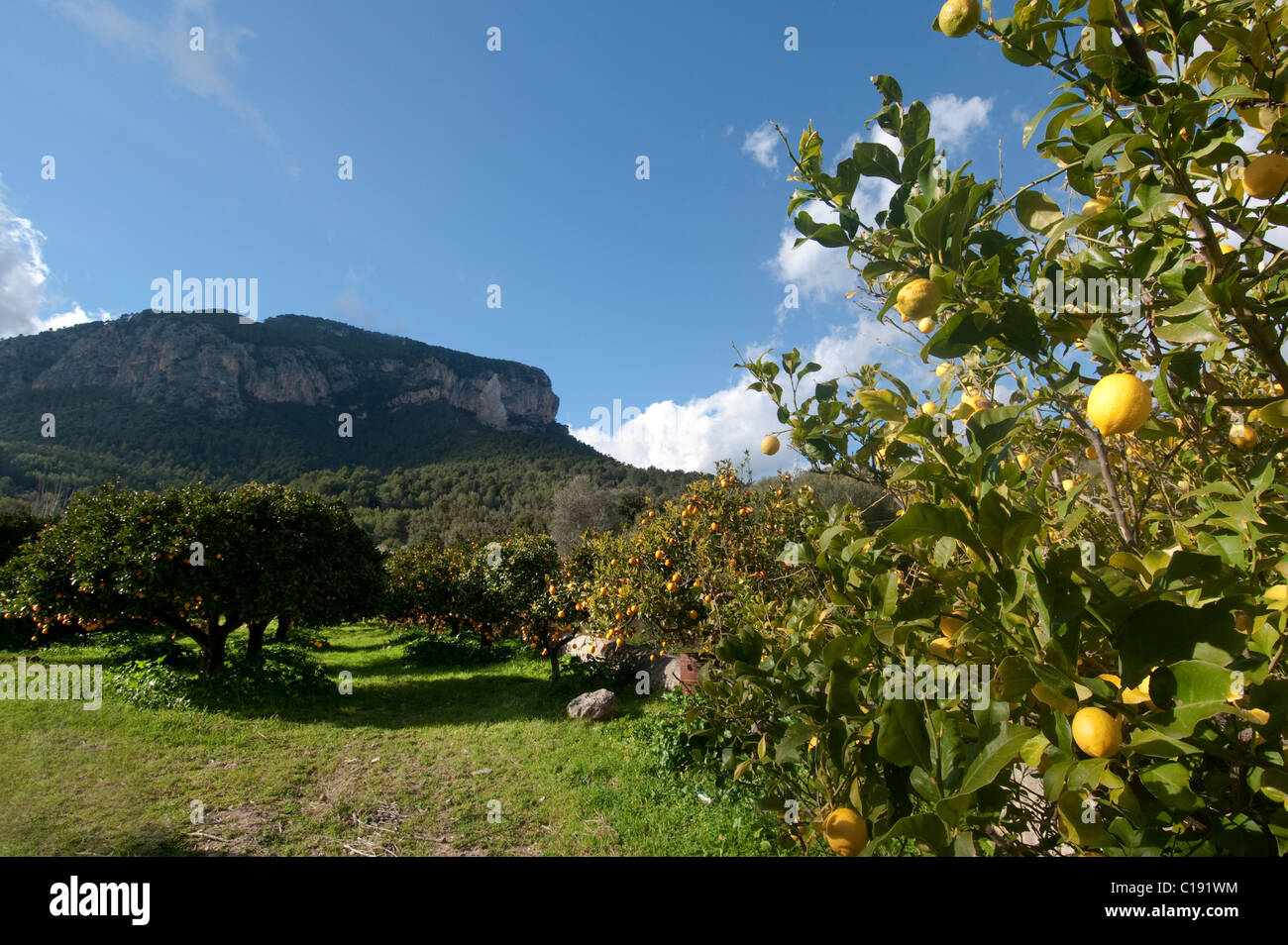 lemon trees and orange trees Serra de Tramuntana with Puig Soucadena ...