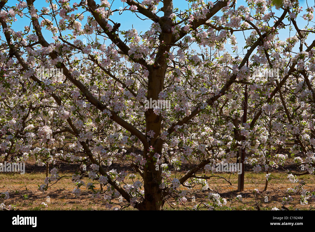 Spring flowers spain hi-res stock photography and images - Alamy
