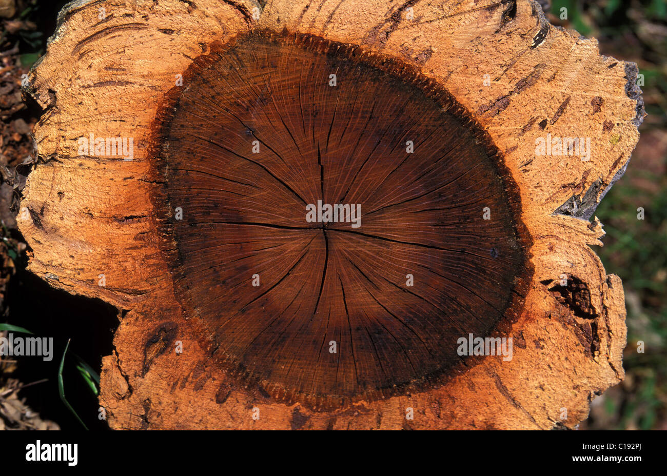 wood industry (cutting up the trunk of a cork oak tree Stock Photo - Alamy