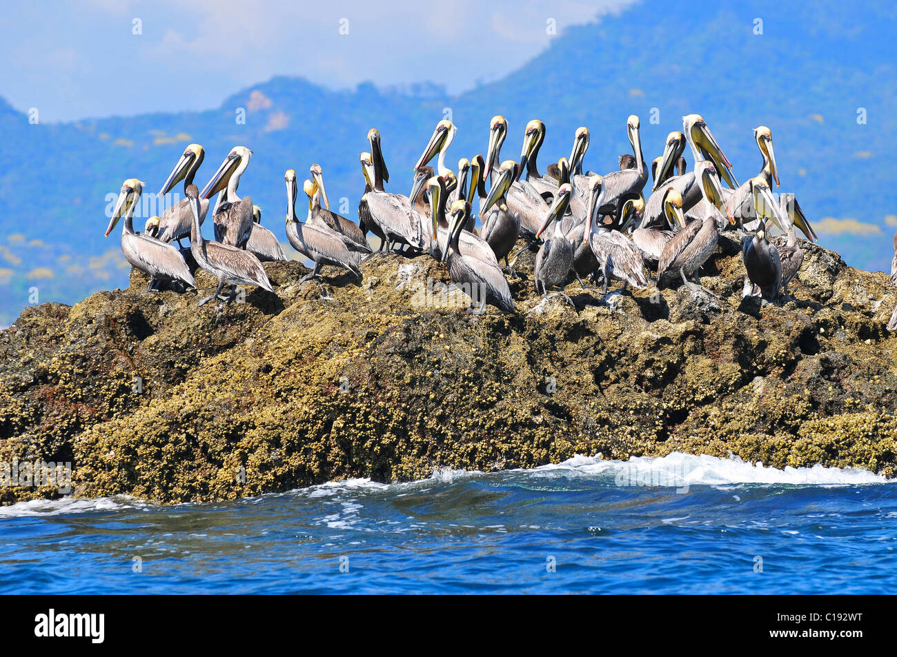 Tambor costa rica hi-res stock photography and images - Alamy