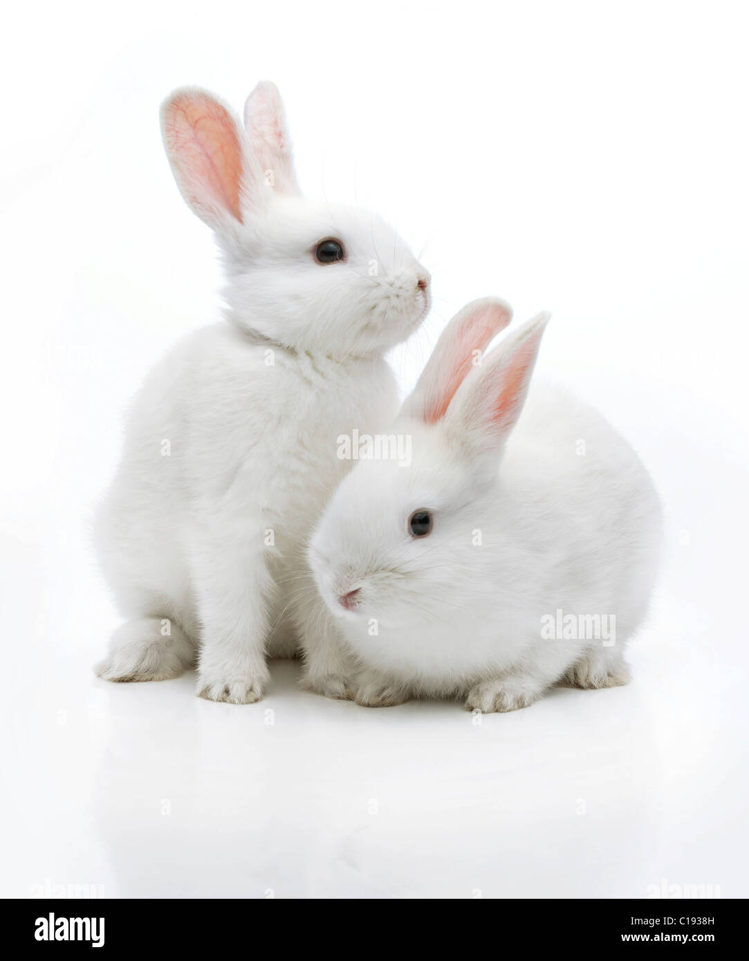 Rabbits world hi-res stock photography and images - Alamy