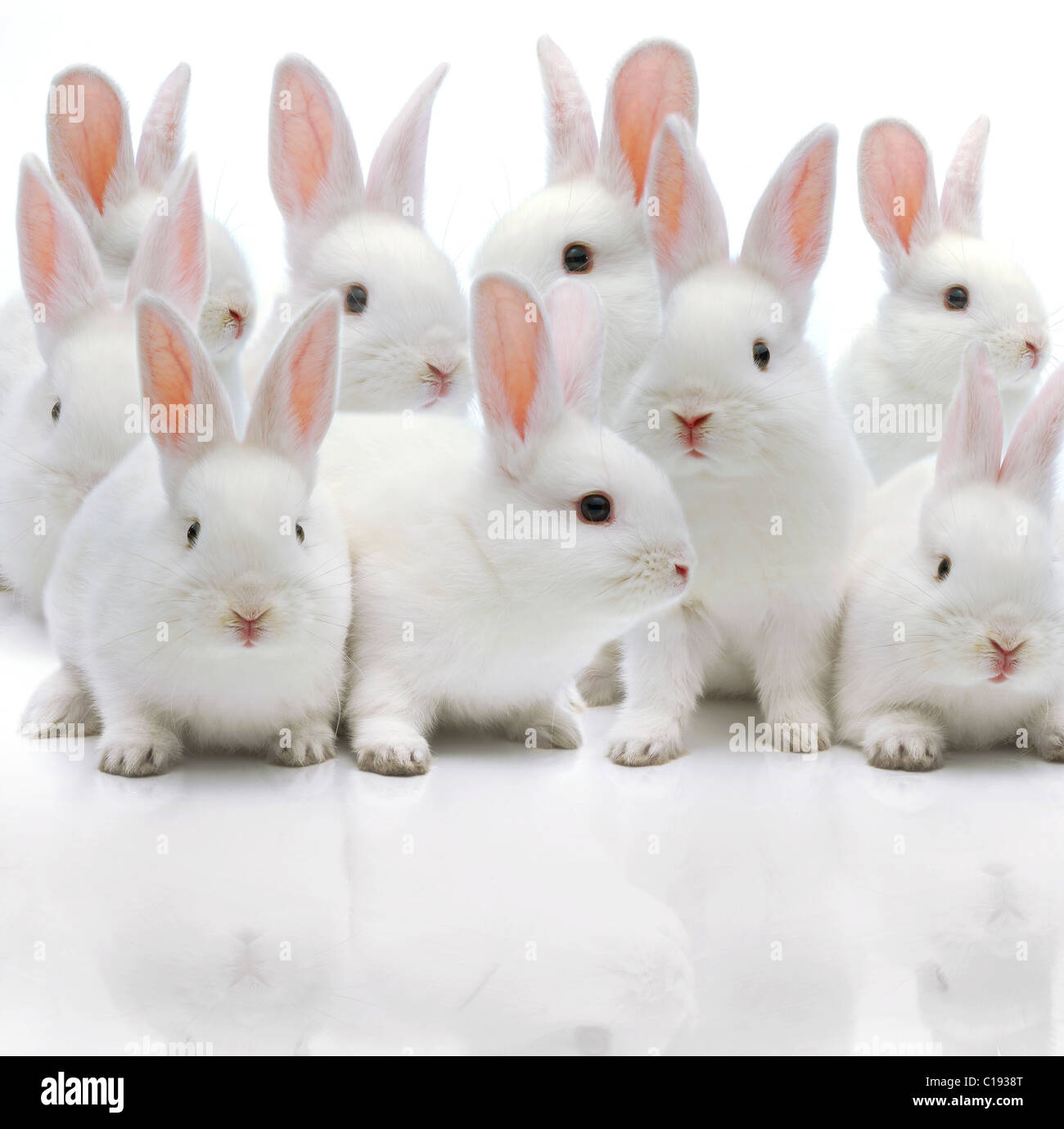 White Rabbits High Resolution Stock Photography and Images - Alamy