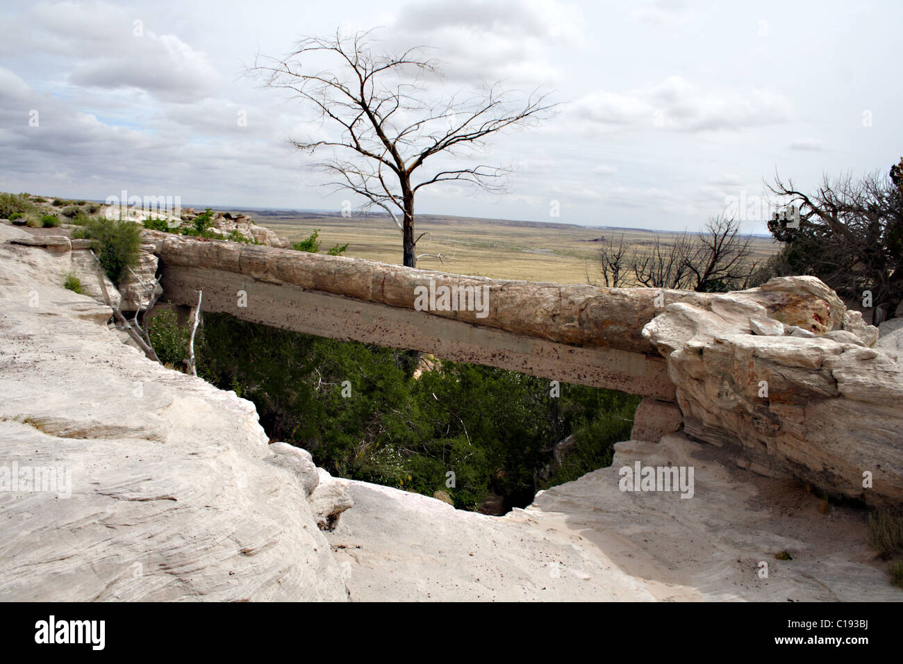 The Agate Bridge in the Petrified Forest National Monument, Arizona ...