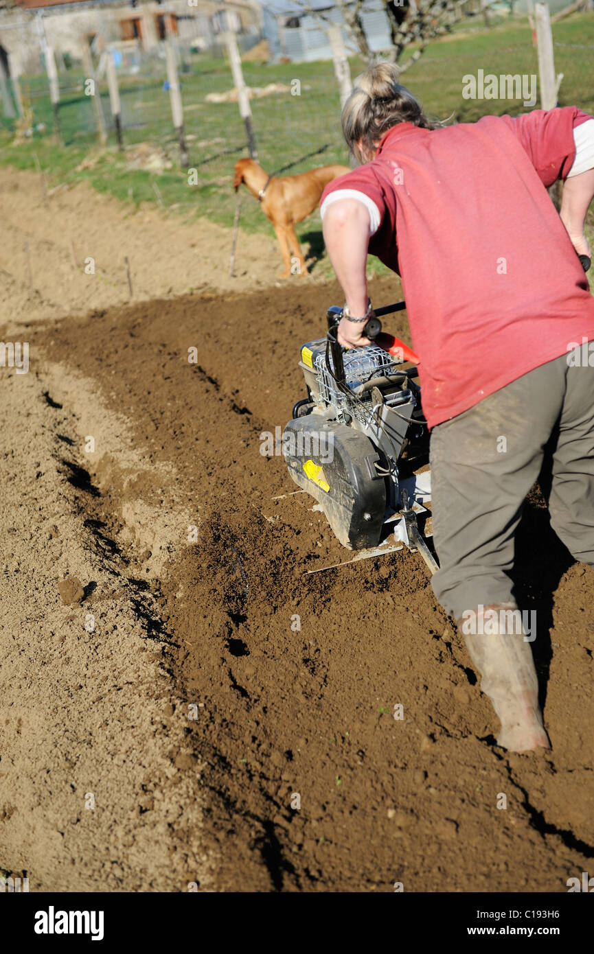 Stock photo of a woman gardener rotovating the vegetable plot ready for ...