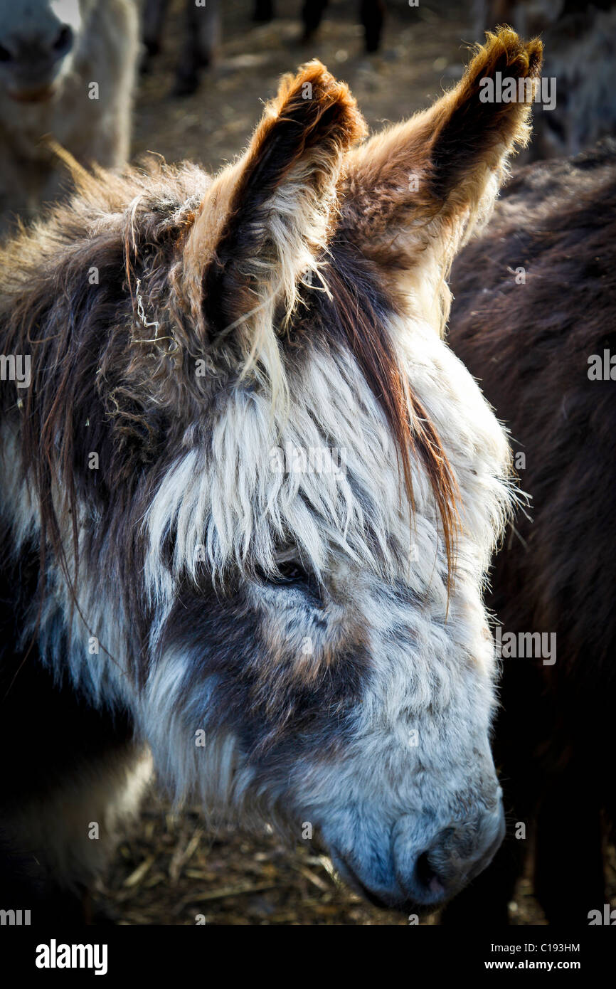 A donkey with overgrown hair in winter Stock Photo - Alamy