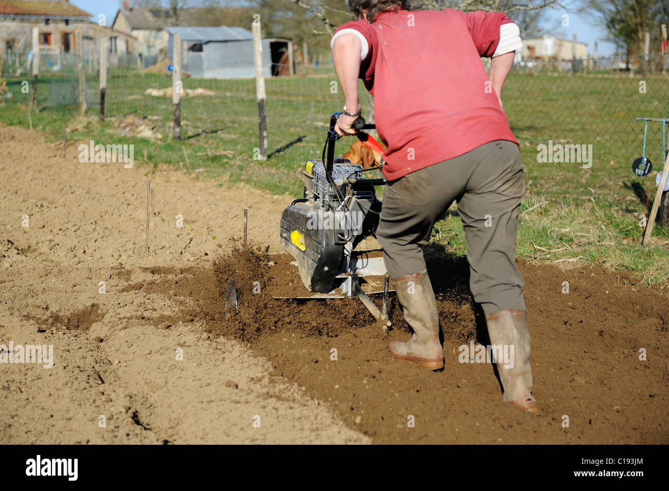 Stock photo of a woman gardener rotovating the vegetable plot ready for ...