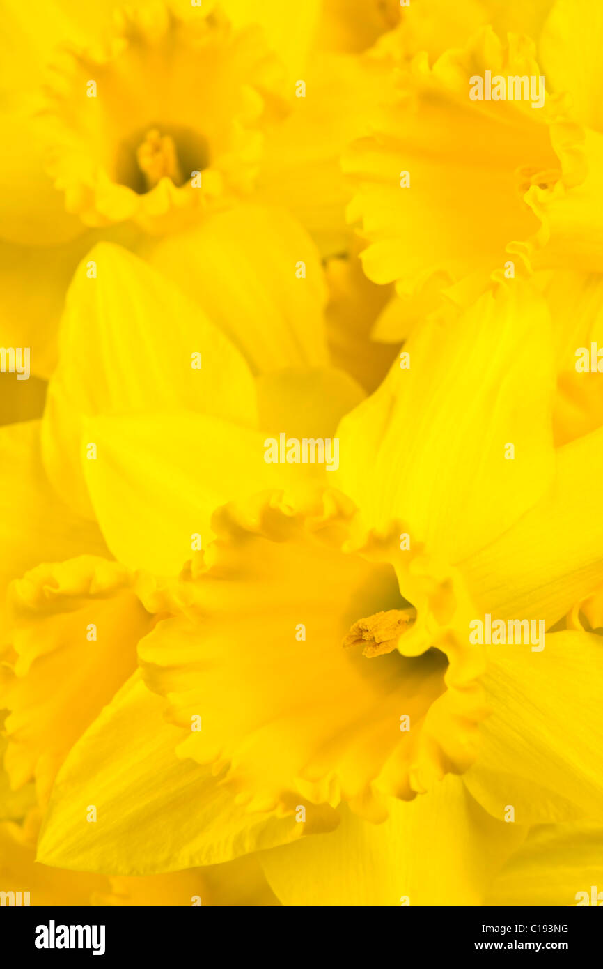 Yellow - Daffodils in Spring Stock Photo - Alamy