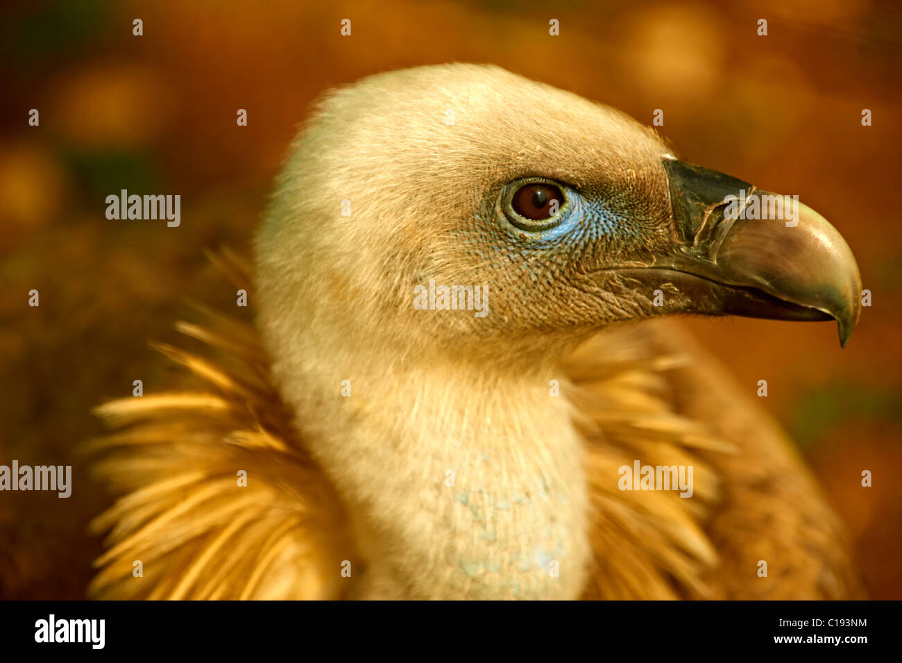Euracian Griffon Vulture (Gyps fulvus), Native birds of Cres Island ...