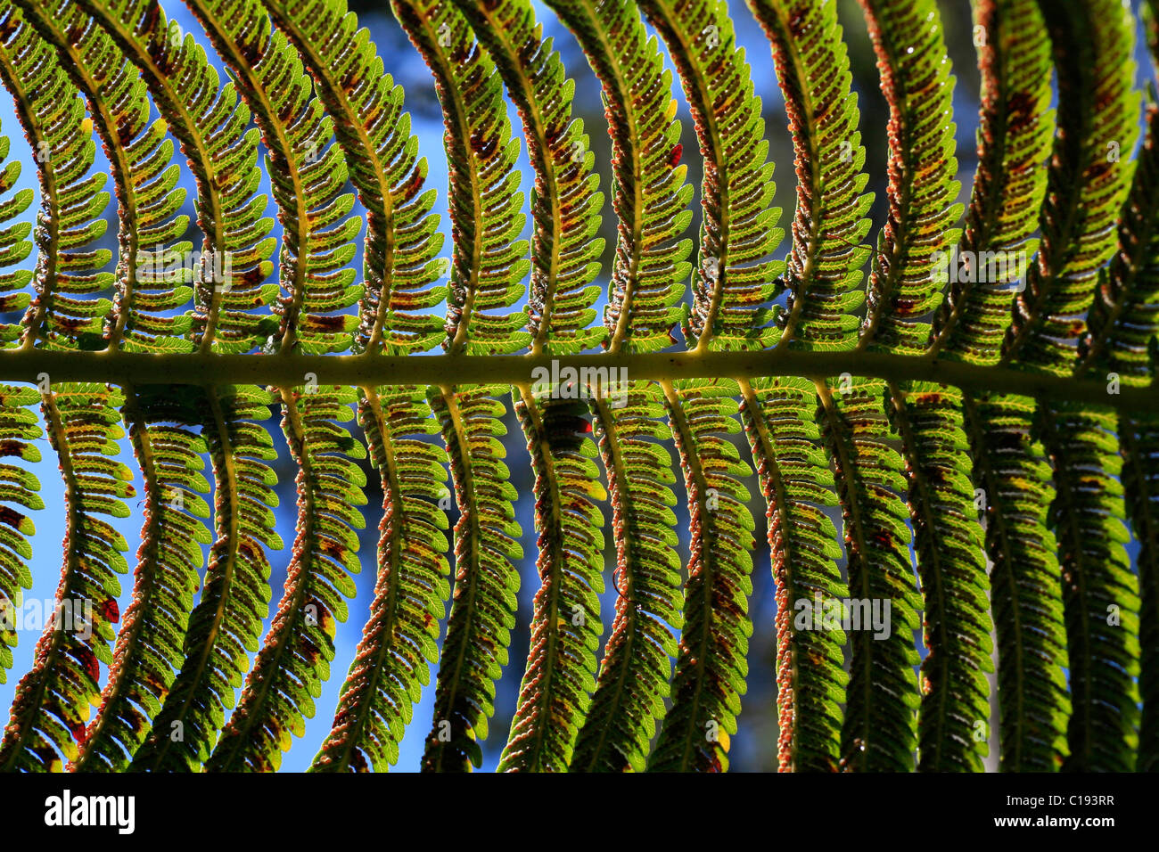 Tropical fern at Volcanoes National Park, Big Island, Hawai'i, Hawaii ...