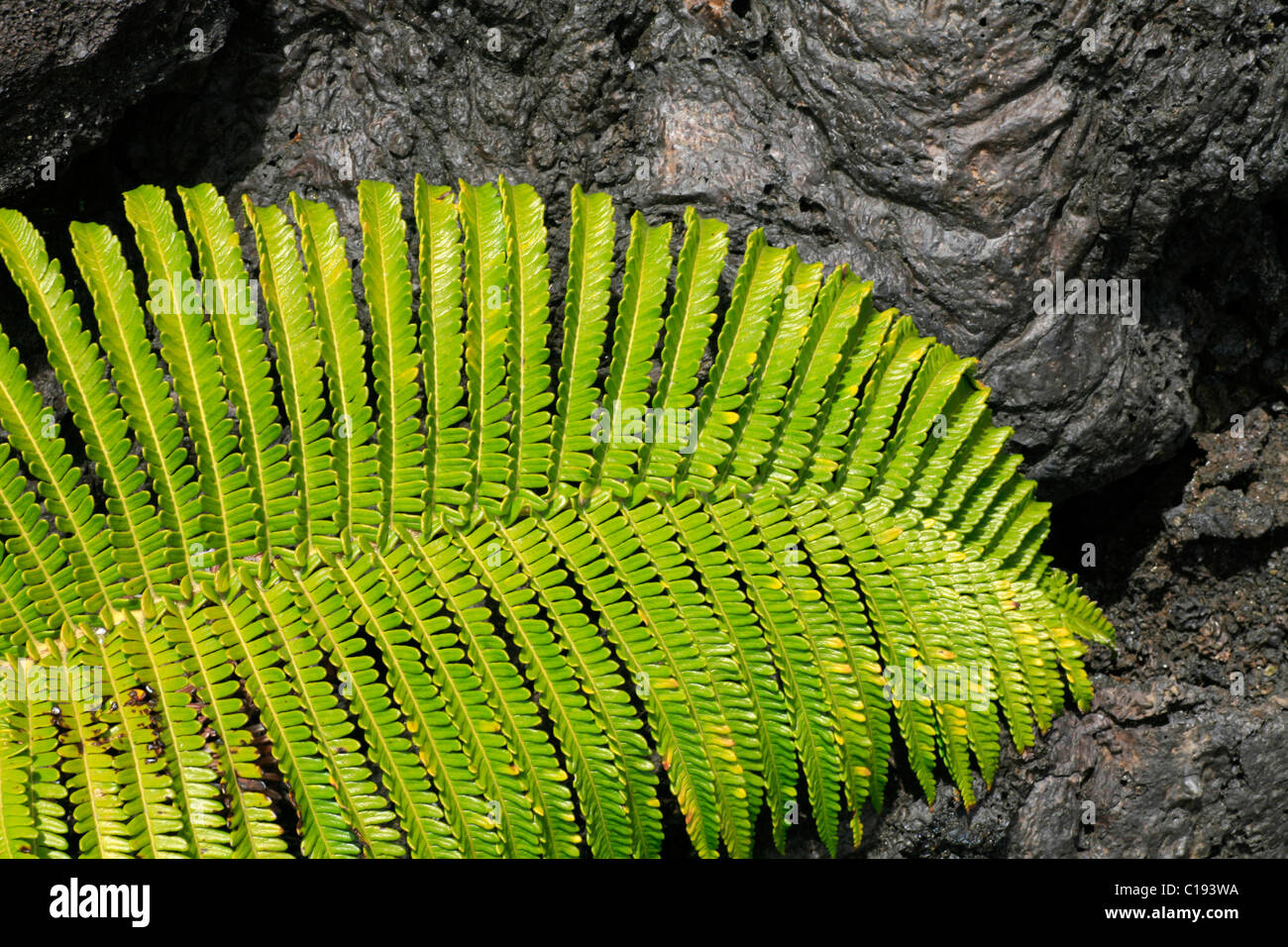 Lava and pioneer fern in the Volcanoes National Park, Big Island, Hawai ...