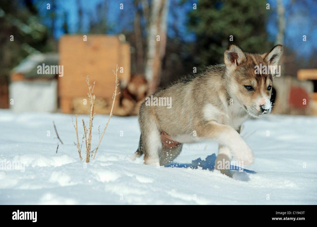 Sled dog puppy hi-res stock photography and images - Alamy