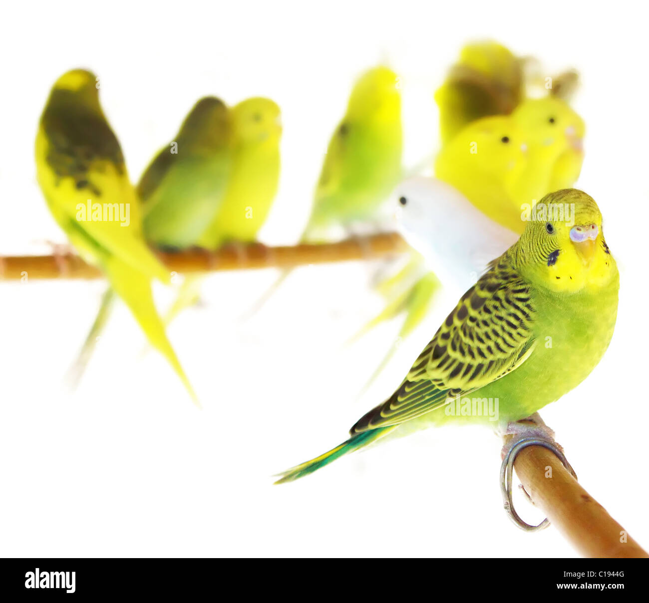 Back view of parakeet hi-res stock photography and images - Alamy