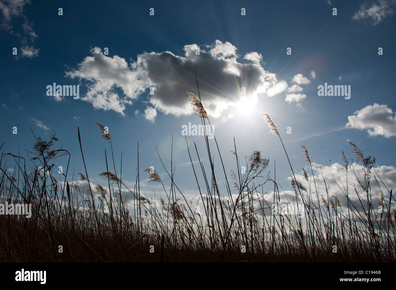 Reeds and blue sky Norfolk Broads Stock Photo - Alamy