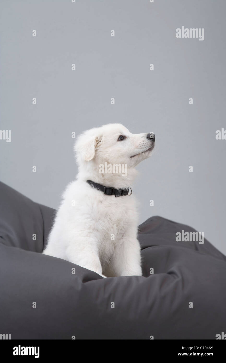 Sitting white Alsation puppy Stock Photo - Alamy
