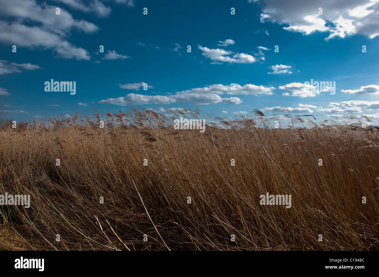 Reeds and blue sky Norfolk Broads Stock Photo - Alamy